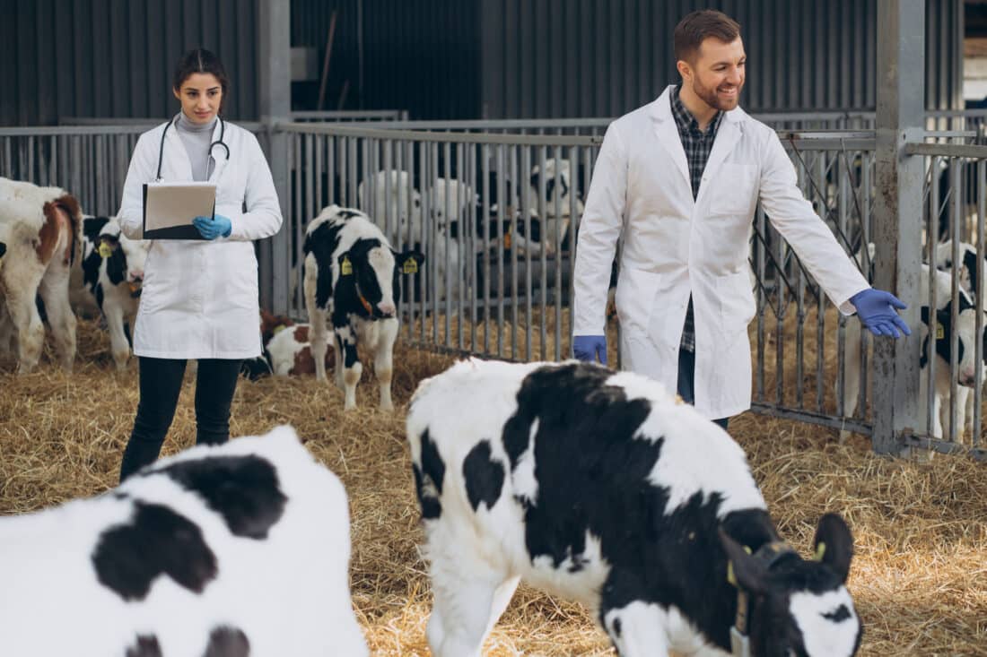 Conheça os principais aspectos da inseminação artificial em bovinos ...