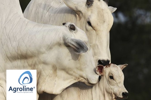 Conheça as principais doenças dos bezerros