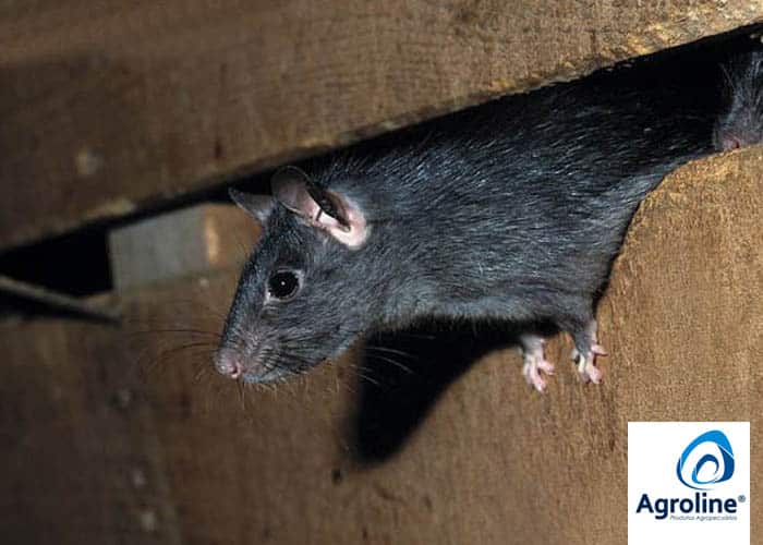 Conheça nossa linha completa de Raticidas