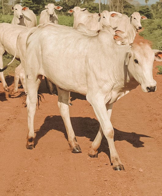 Gado Nelore: características, vantagens e dicas para criar