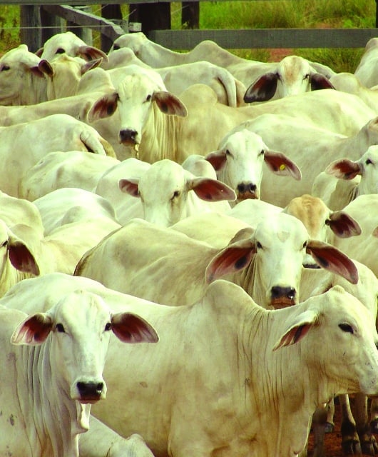 Anemia em bovinos: principais causas e tratamento - Blog Agroline