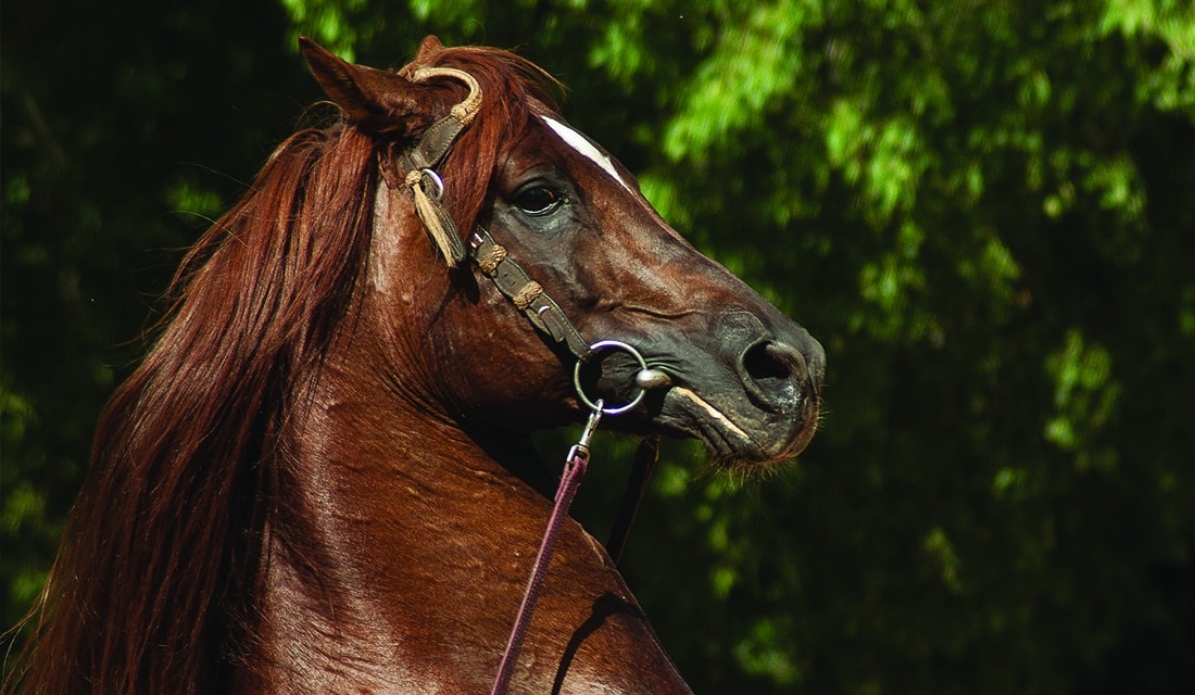 Descubra como identificar e acabar com a cólica equina