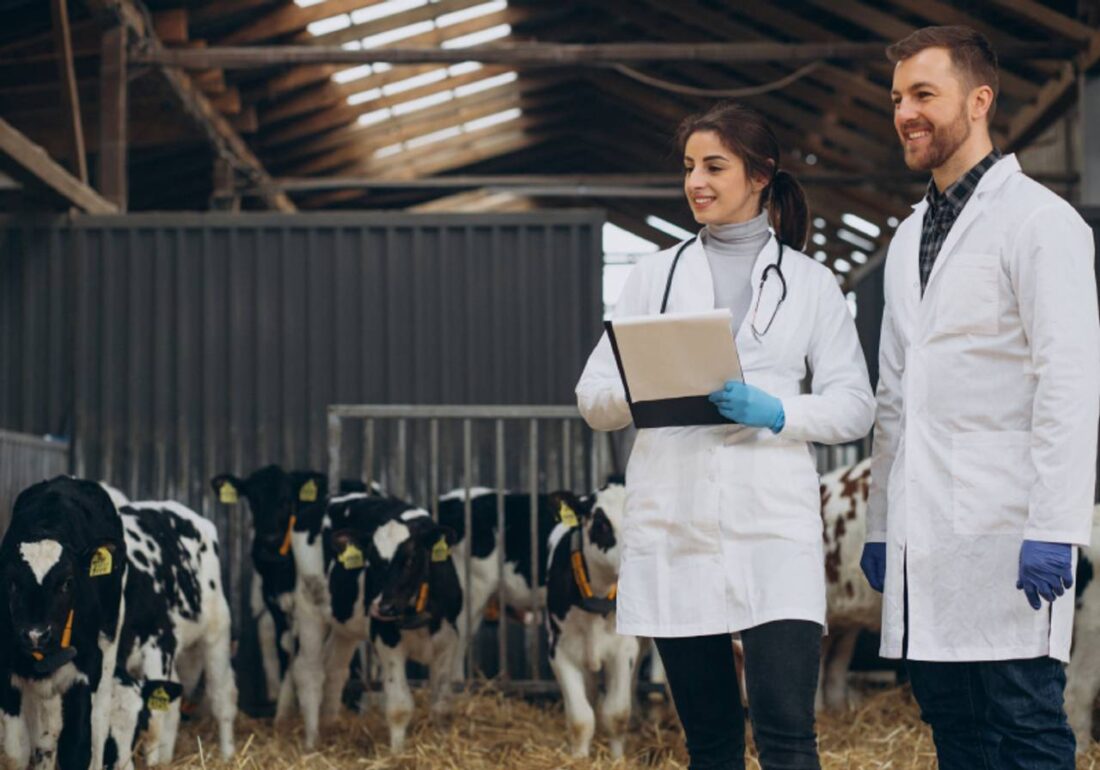 Berne: o que é, riscos e como tratar e prevenir no rebanho