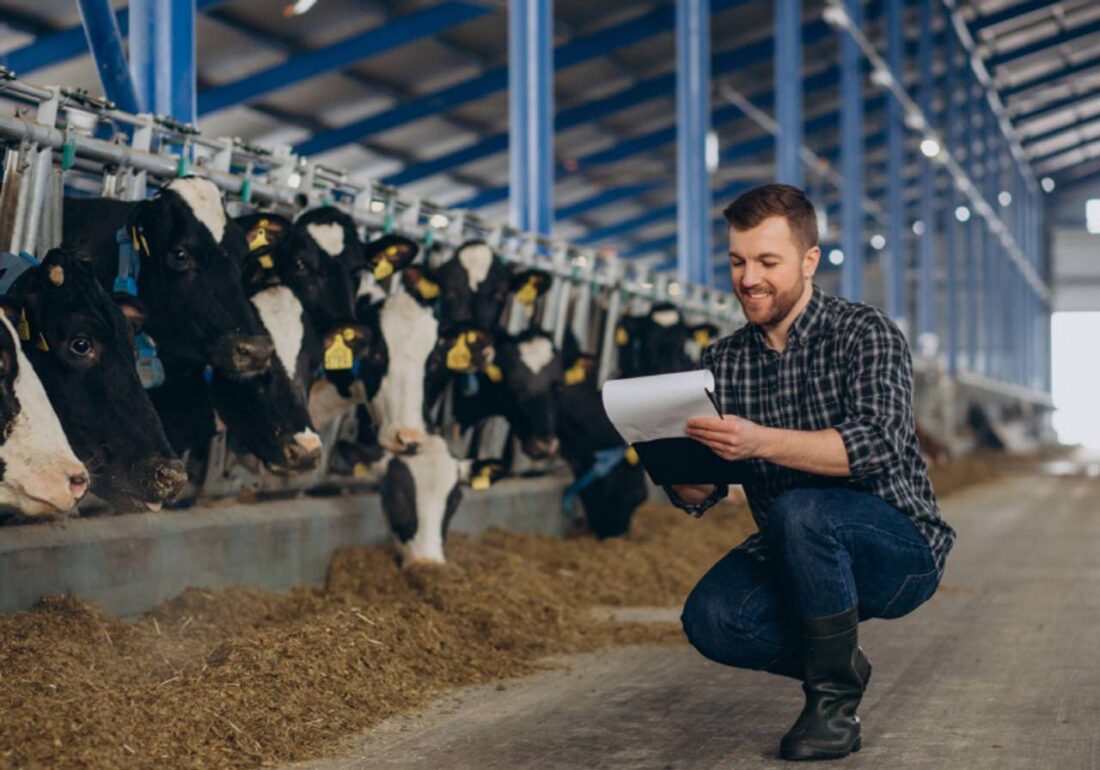 Berne: o que é, riscos e como tratar e prevenir no rebanho