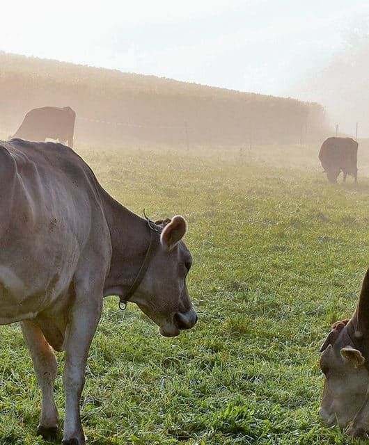 Anemia em bovinos: principais causas e tratamento - Blog Agroline
