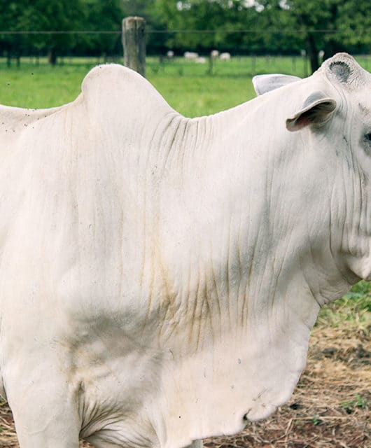 Descorna: Vantagens, tipos e cuidados necessários