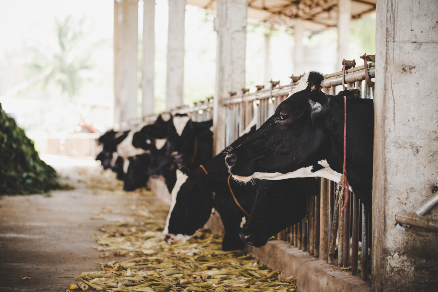 Período de gestação da vaca: entenda o ciclo completo