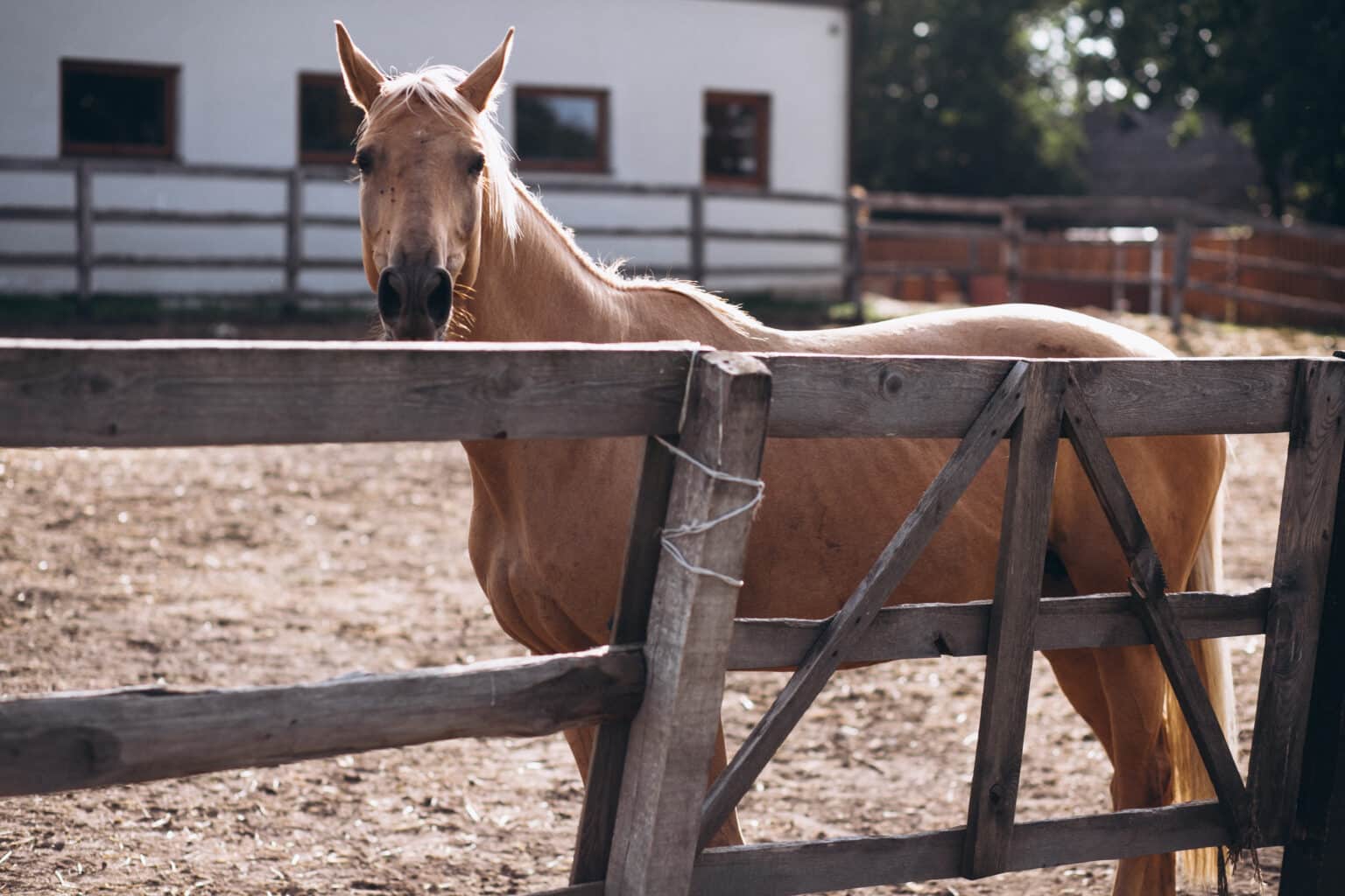 Guia sobre os animais ruminantes para um agricultor
