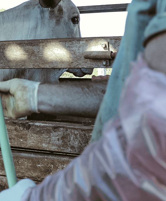 Conheça o Protocolo Dib Monodose para IATF da Zoetis