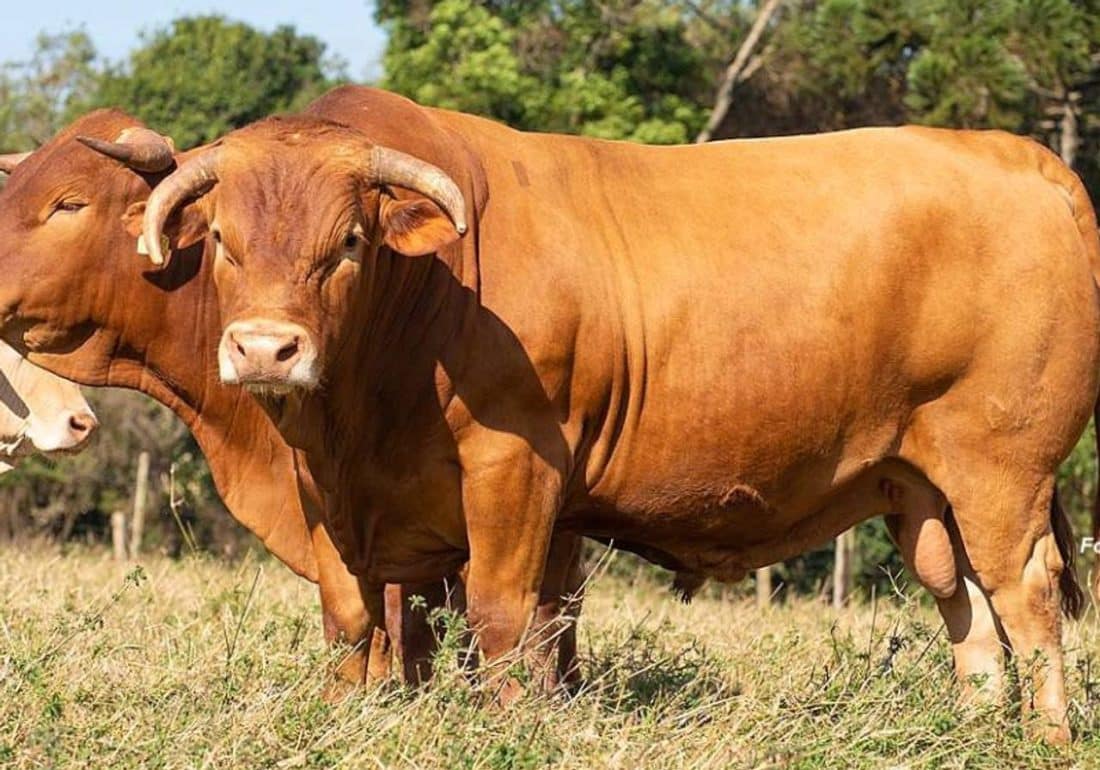 Raça de boi: as 17 melhores espécies bovinas para criação