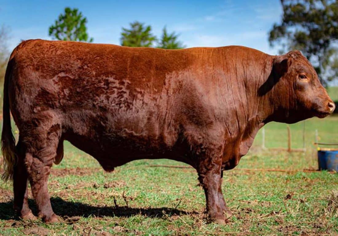 Raça de boi: as 17 melhores espécies bovinas para criação