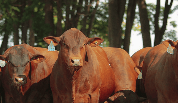 Senepol: conheça as características e os benefícios
