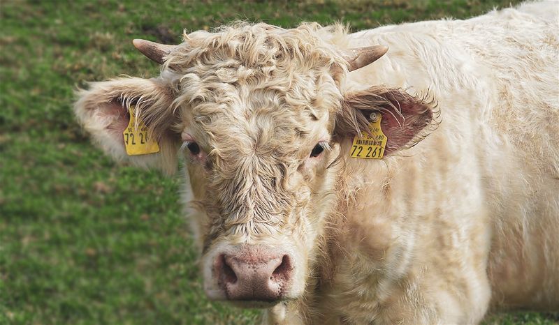 Charolês: conheça a história e as características da raça