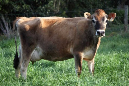 Vaca Jersey: como surgiu, características, prós e contras