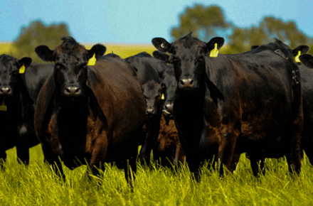 Vaca Jersey: como surgiu, características, prós e contras