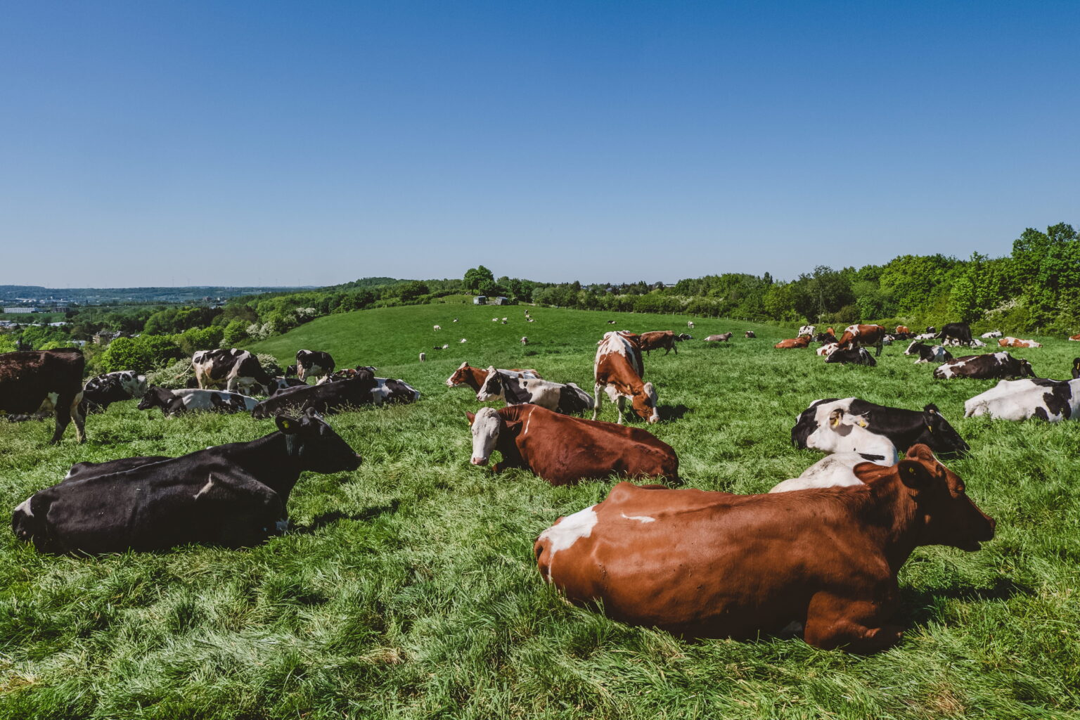 Gado zebu: características e curiosidades da raça