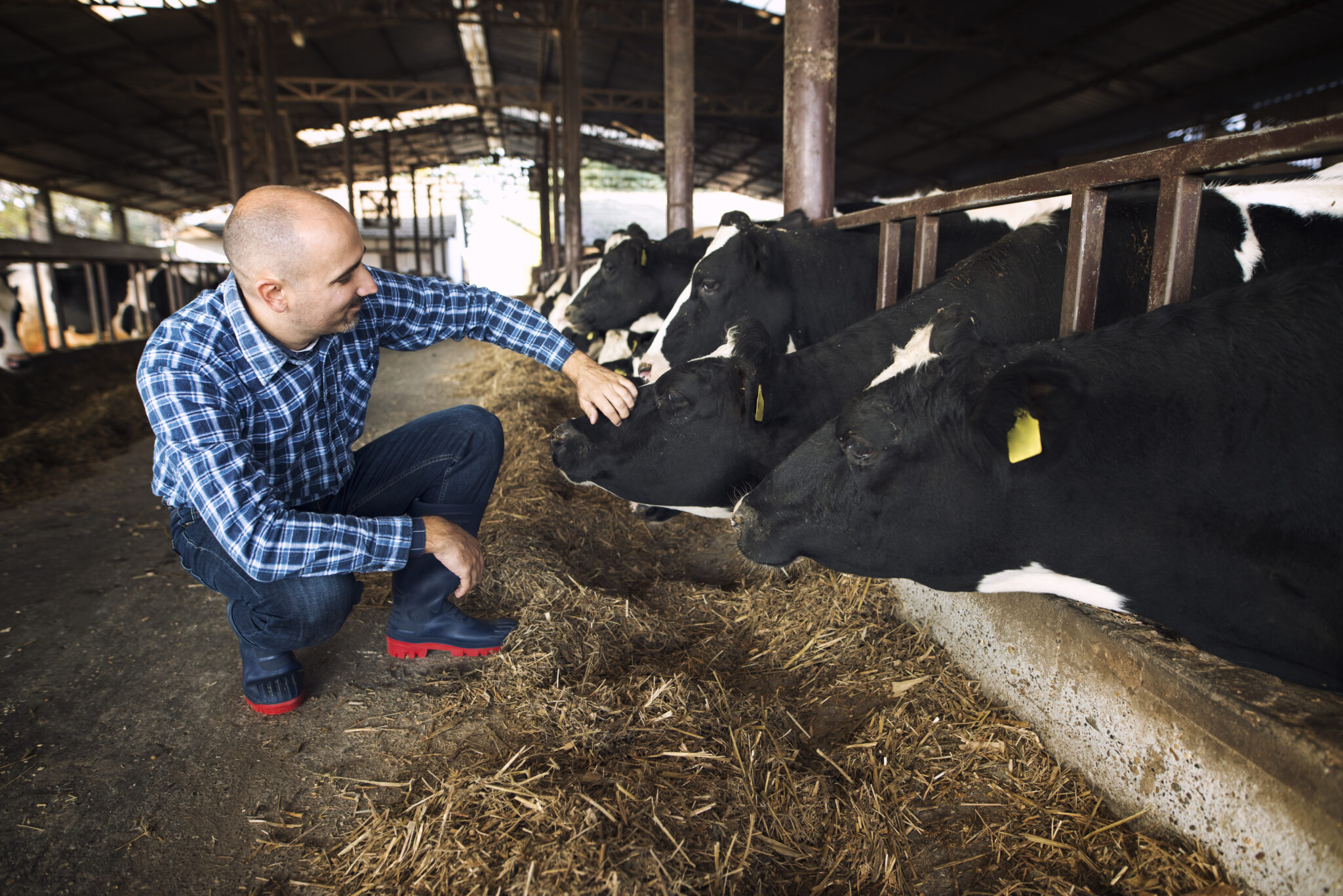 5 remédios para anemia bovina por TPB e outras doenças