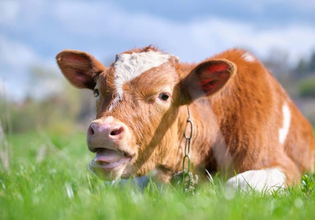 Dictyocaulus viviparus: o que é, como tratar e prevenir