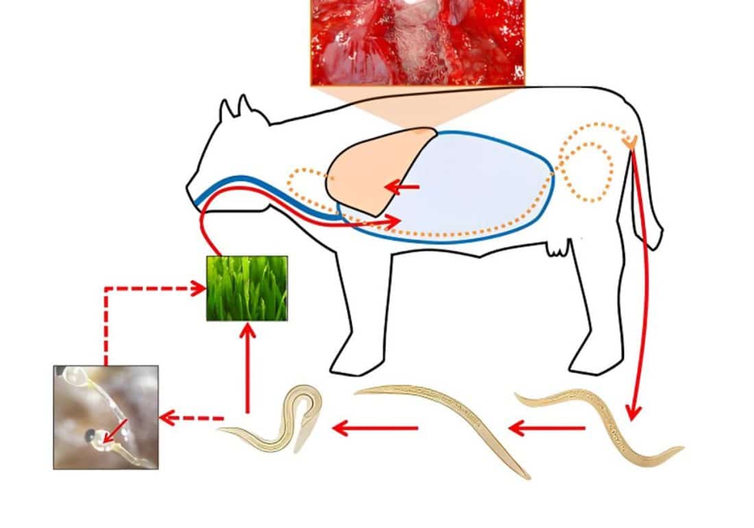 Dictyocaulus viviparus: o que é, como tratar e prevenir