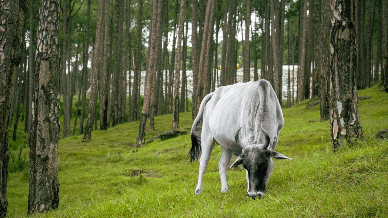 Tudo sobre o Brahman: raça de gado de corte!