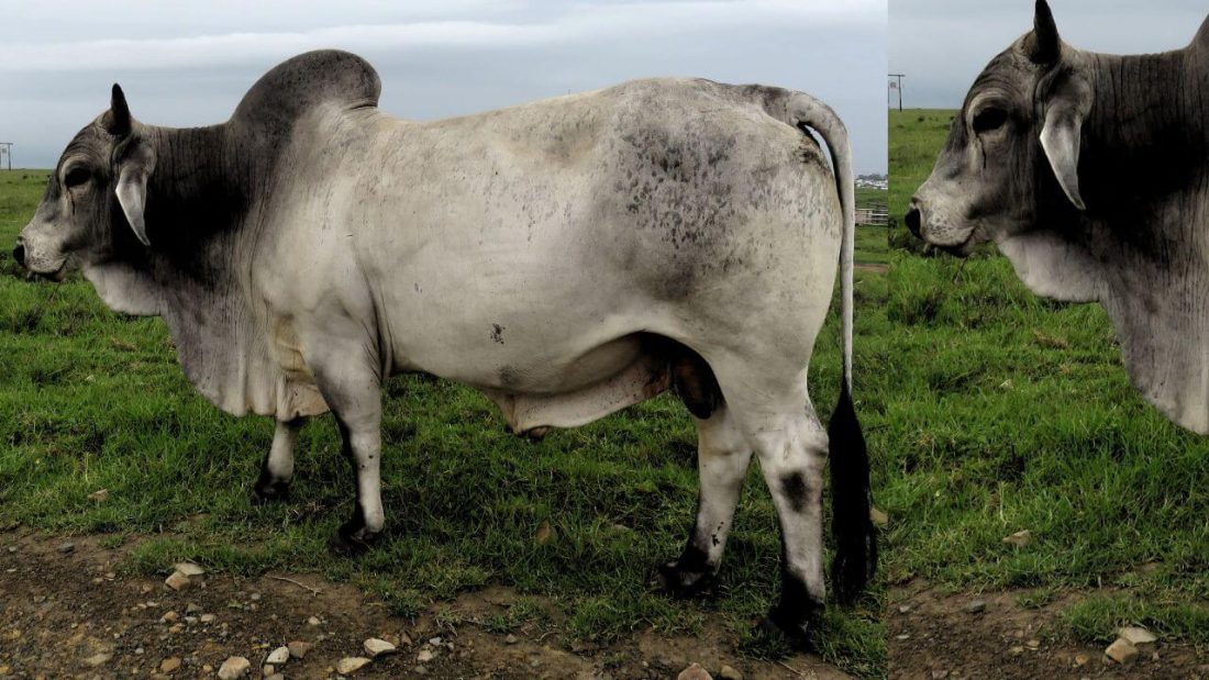 Tudo sobre o Brahman: raça de gado de corte!