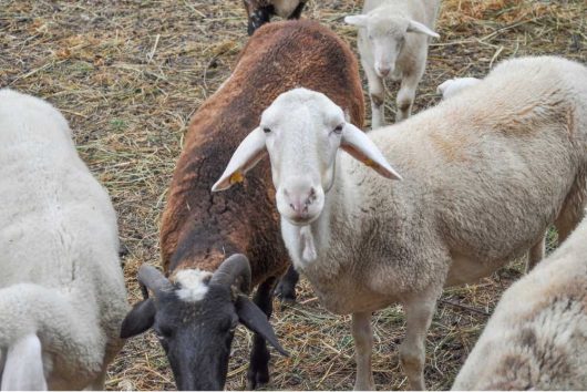 Guia sobre os animais ruminantes para um agricultor