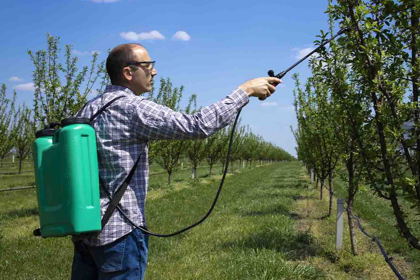Top 8 melhores venenos para formigas | Blog Agroline