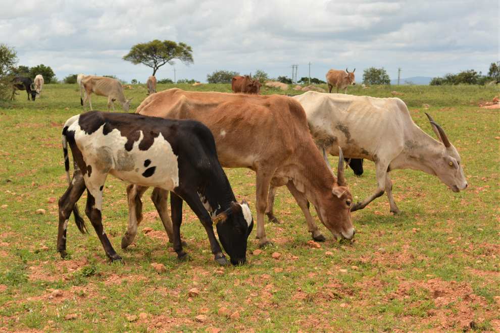 Acidose ruminal: o que é, quais são as causas e sintomas