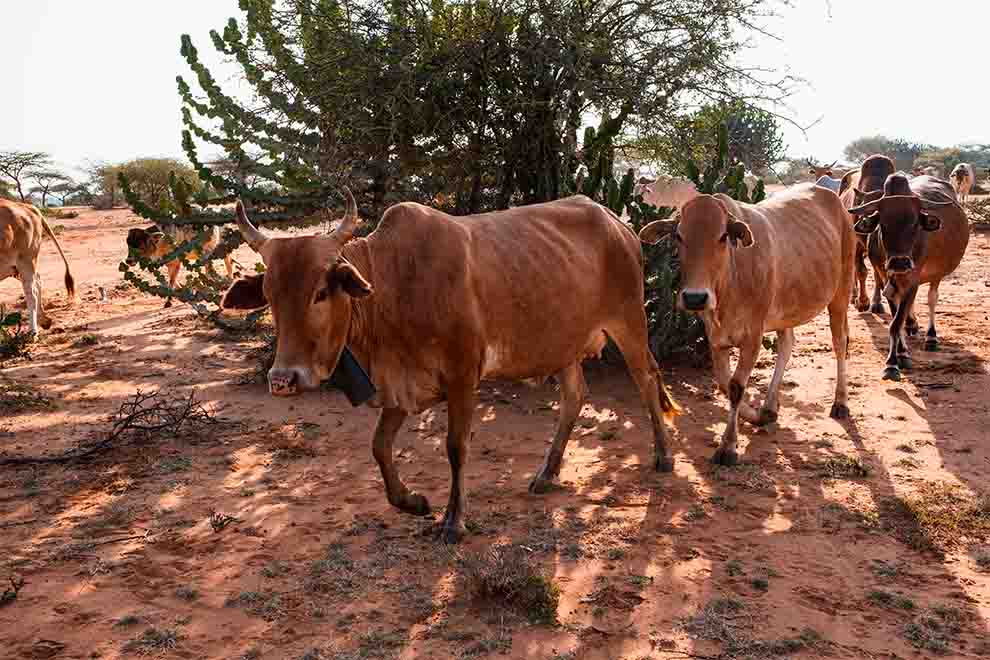 Guzerá leiteiro: conheça as características dessa raça!