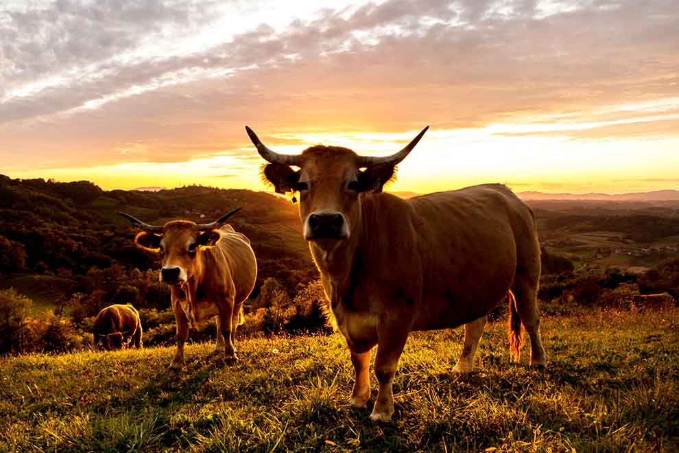 Gado zebu: características e curiosidades da raça