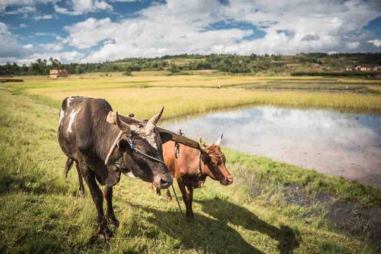 Gado zebu: características e curiosidades da raça