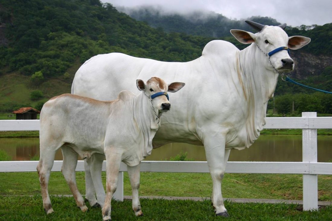 Período de gestação da vaca: entenda o ciclo completo