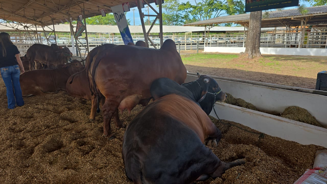 Gado Sindi: conheça tudo sobre essa raça indiana