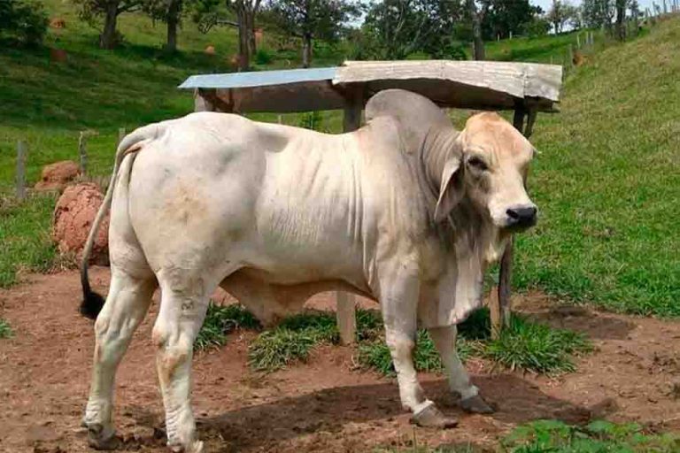 Descubra tudo sobre a raça de corte Brahman com a Agroline